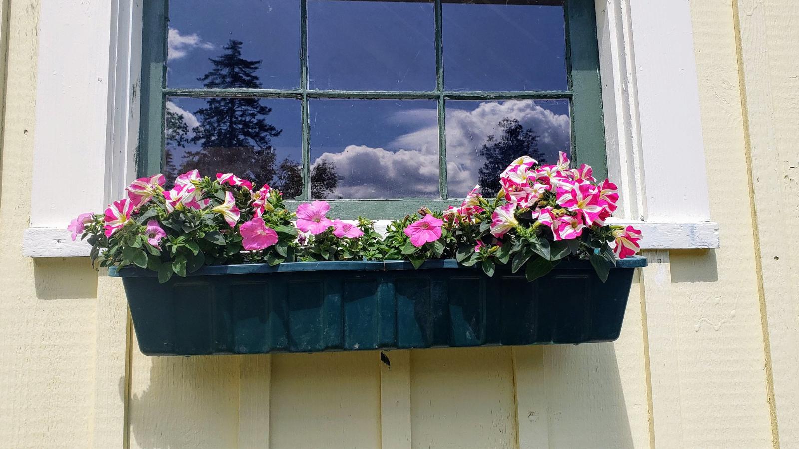10 Awesome Ideas For Window Boxes For She Sheds In 2024